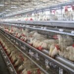 California Poultry Cages – Alpha Farming
