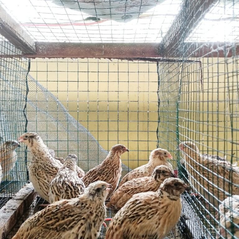 Quail Farming – Alpha Farming